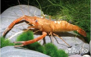 Креветки макрабрахиумы
