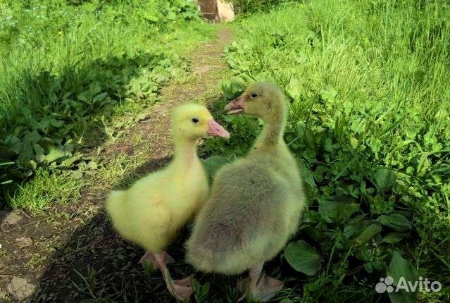 Продадим Мулардов, Гусят от суток и старше