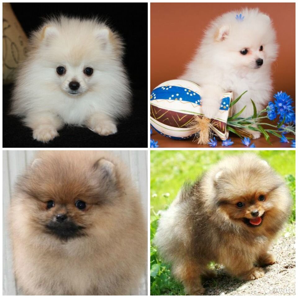Шпицы померанцы и немецкие щенки. Белые и цветные