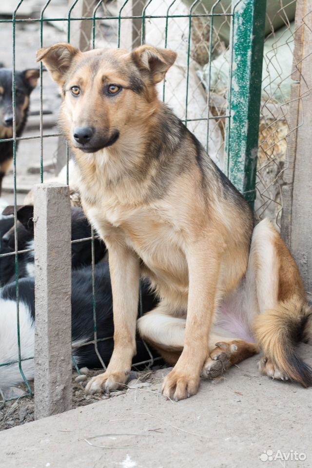 Рыжики девочки