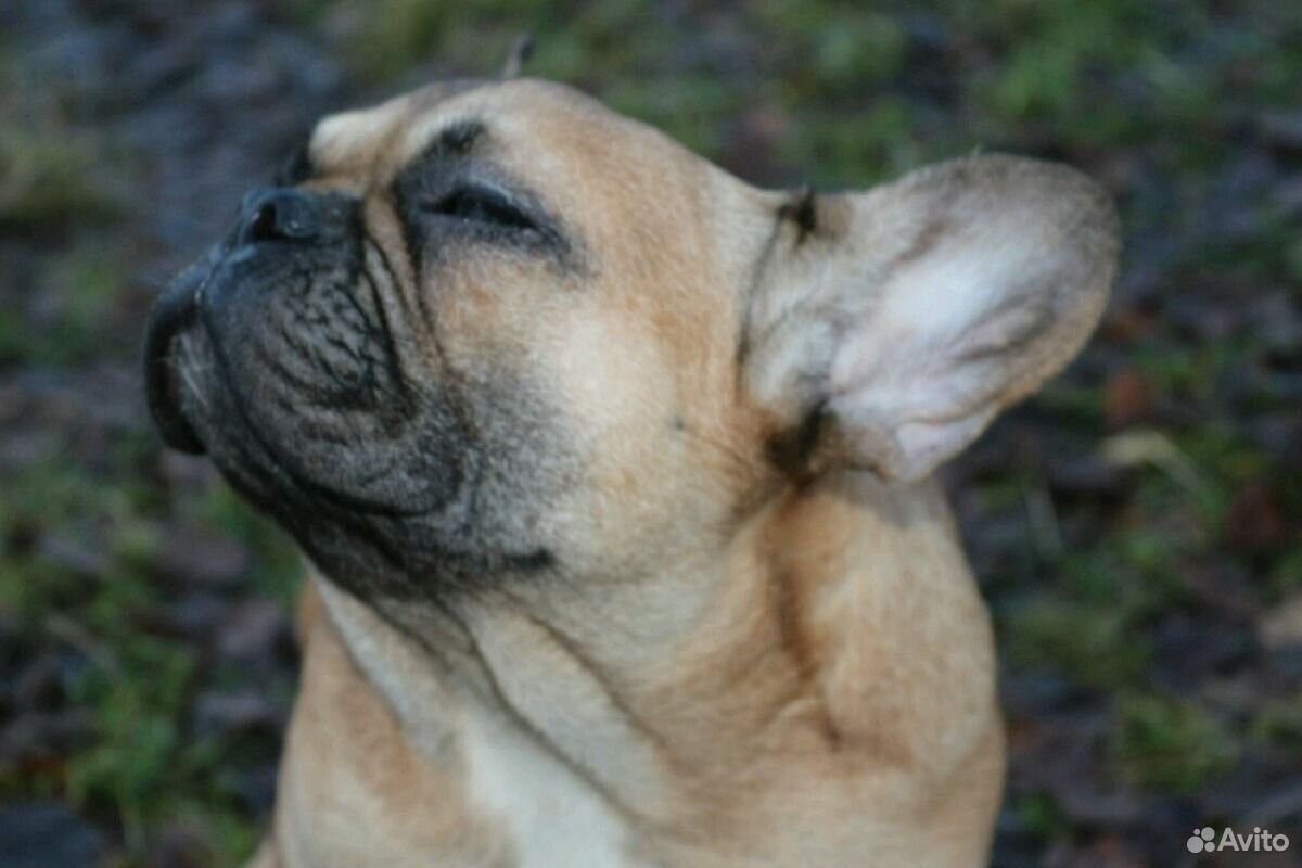 Дашка - рыжая милашка