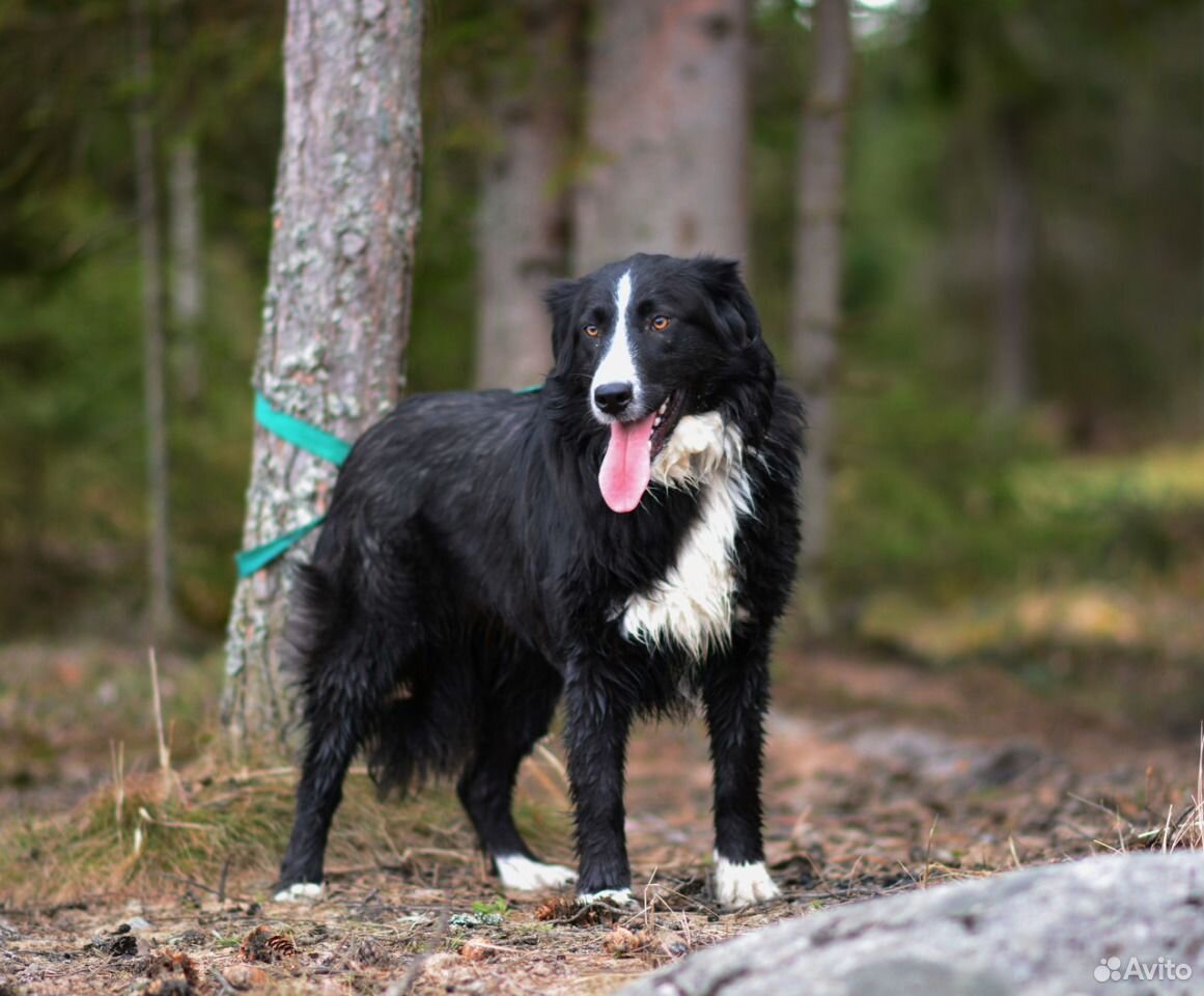 Миниатюрная Дивна в добрые руки