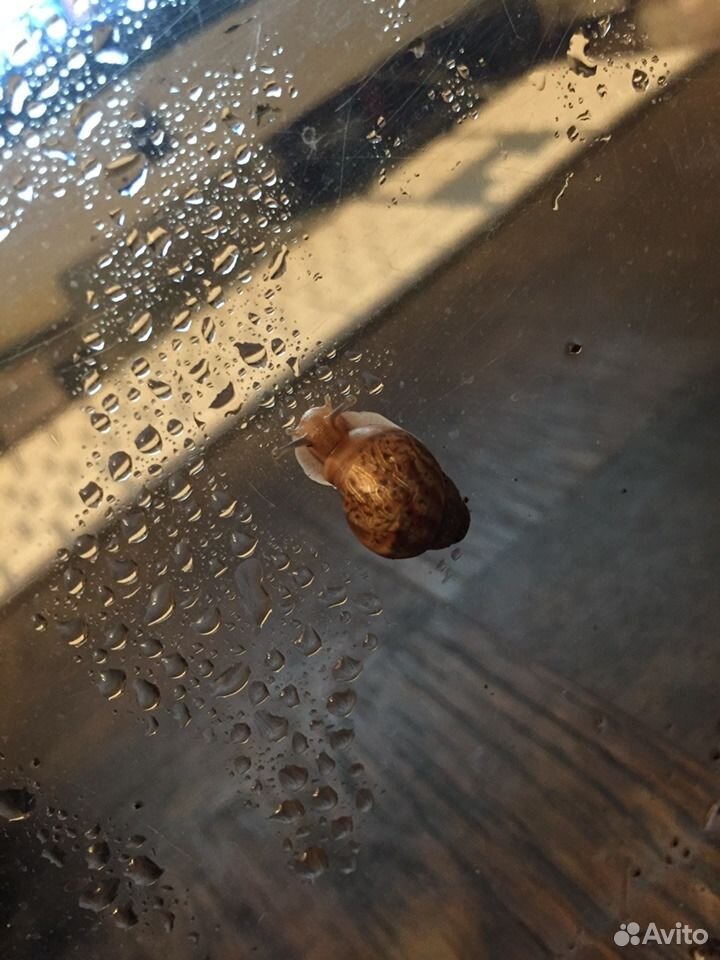 Ахатина улитки