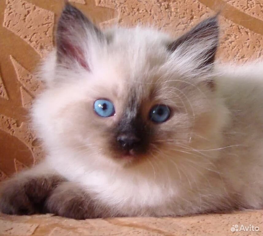 Нежные красотули