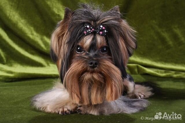 Мальчик для вязки