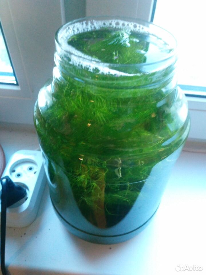 Роголистник