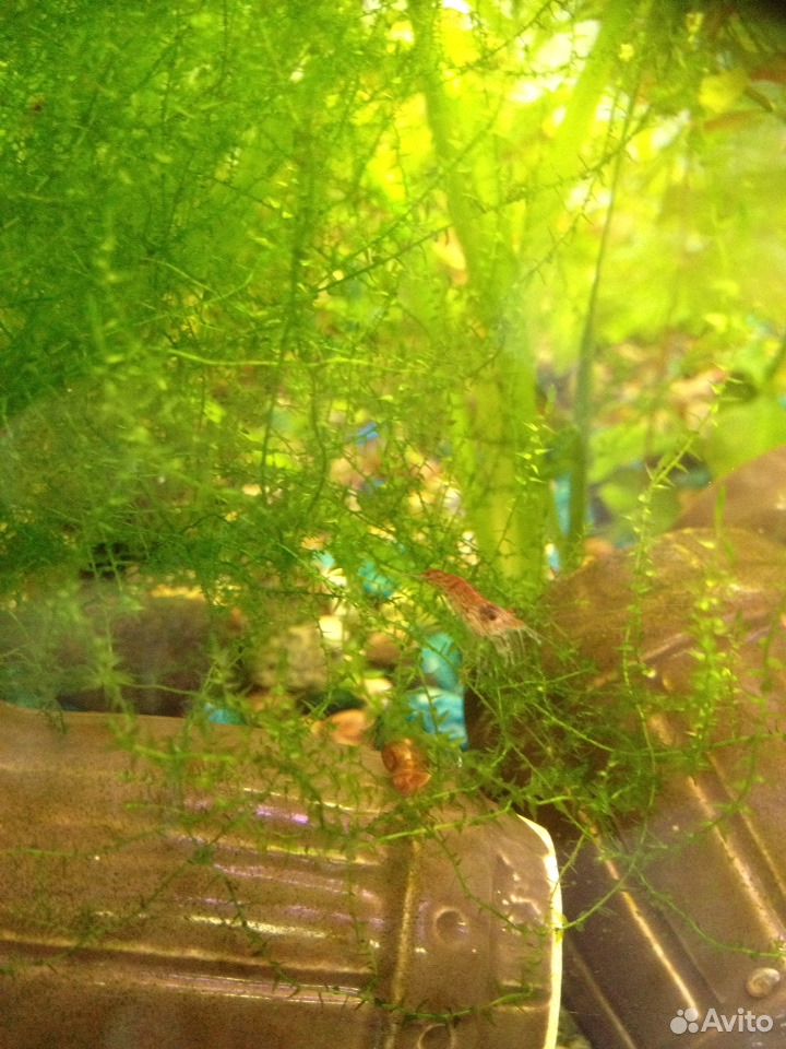 Креветки вишни