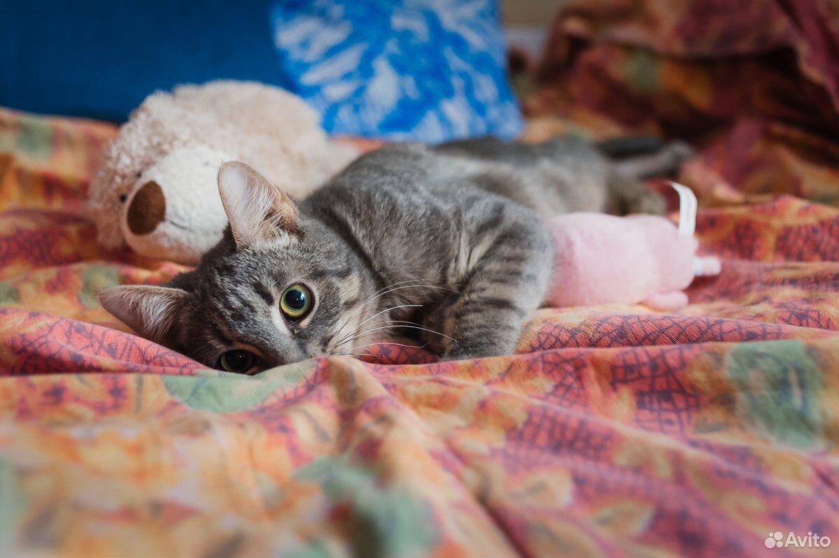 Котёнок кастрирован обработан