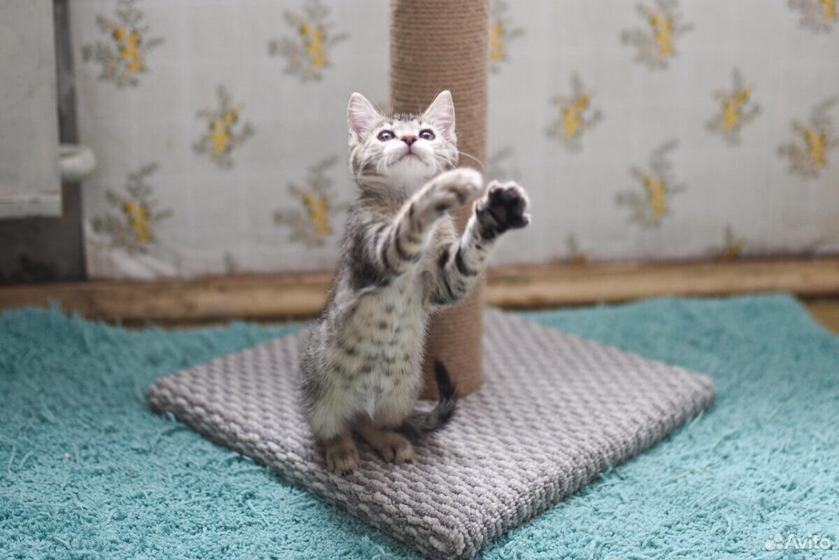 Котёнок Тайра ищет тёплую и любящую семью