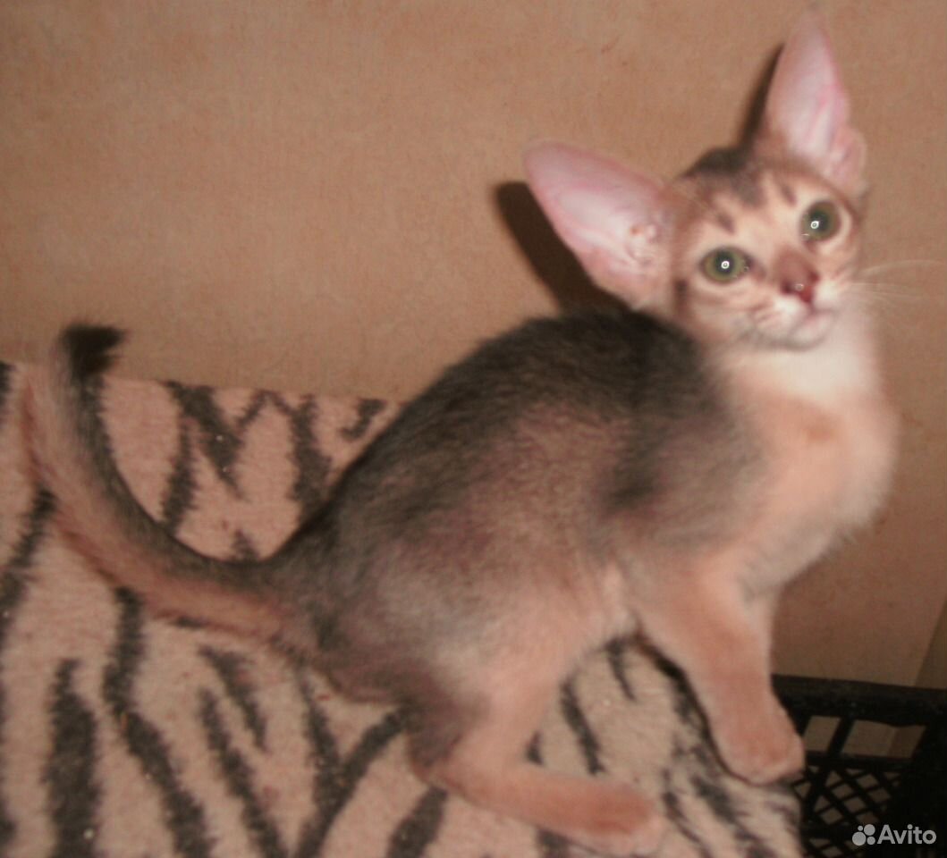 Голубенький котейка