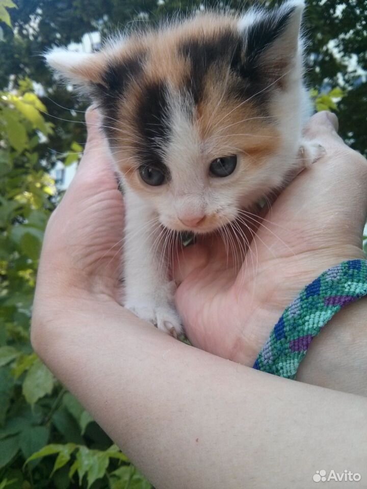 Котята трехцветные