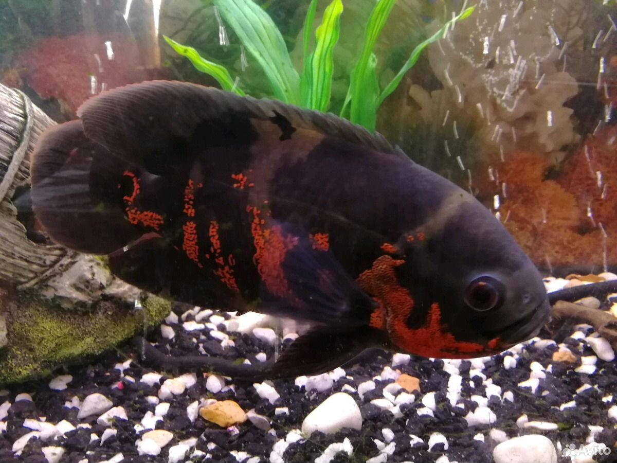Астронотус 15-18 см