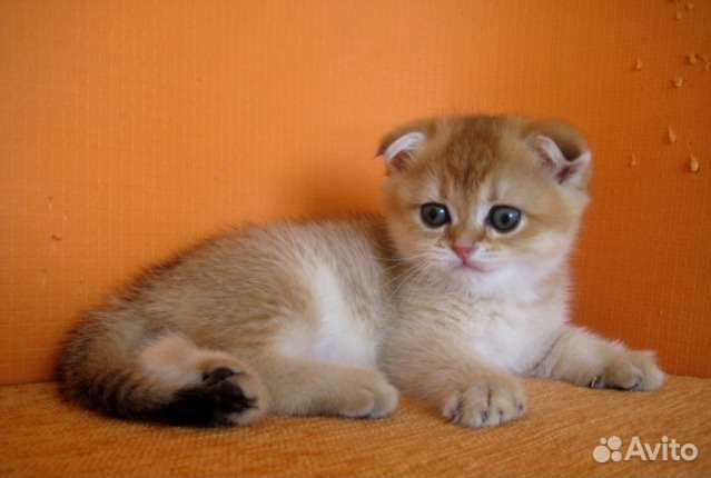 Золото богемы