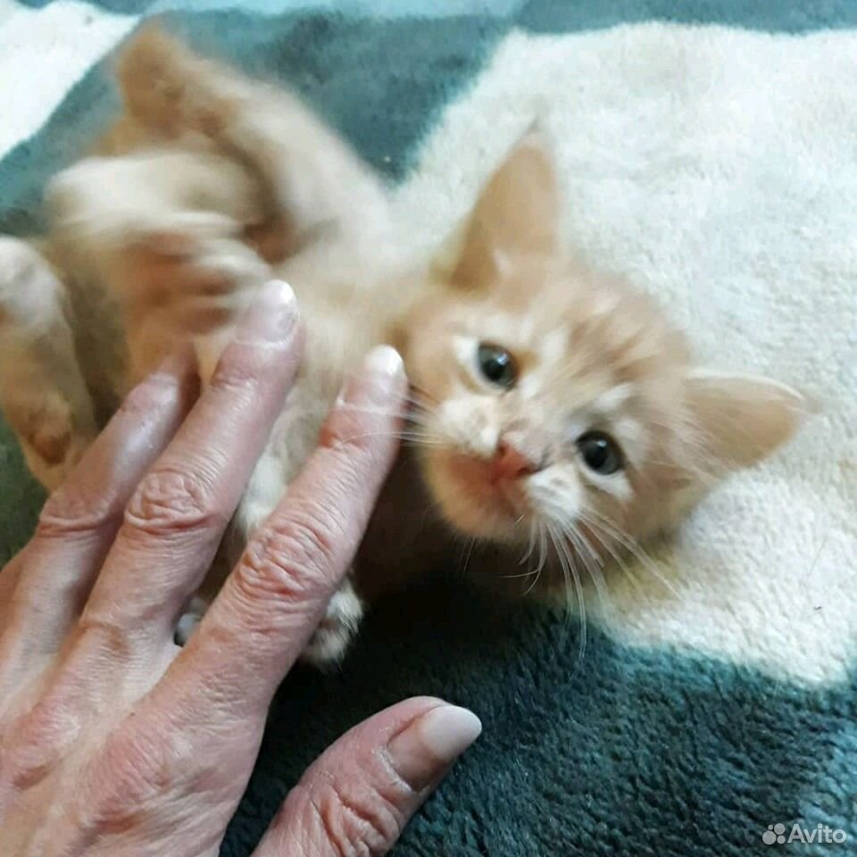 Солнечный малыш