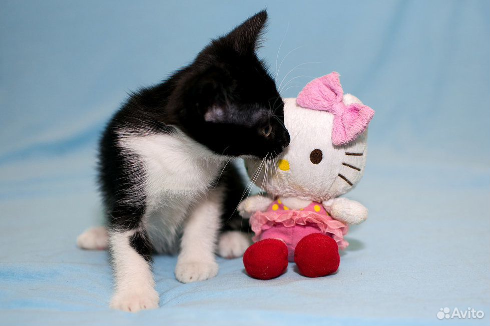 Чёрное и белое,день иночь,прекрасные котята в дар