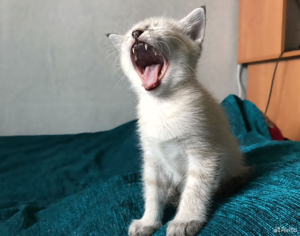 Котята