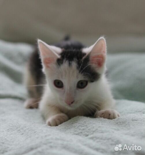 Котенок-девочка грустит без семьи