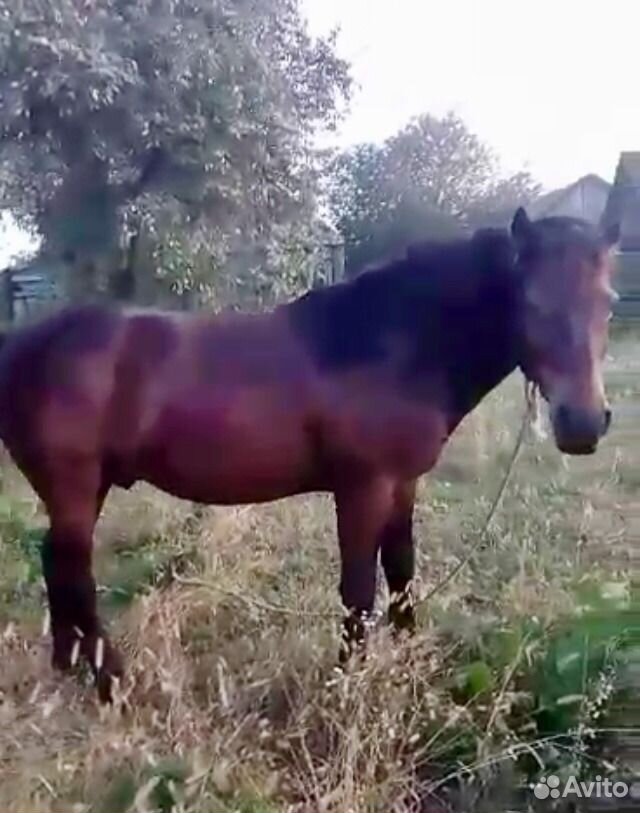 Мерин, 10 лет