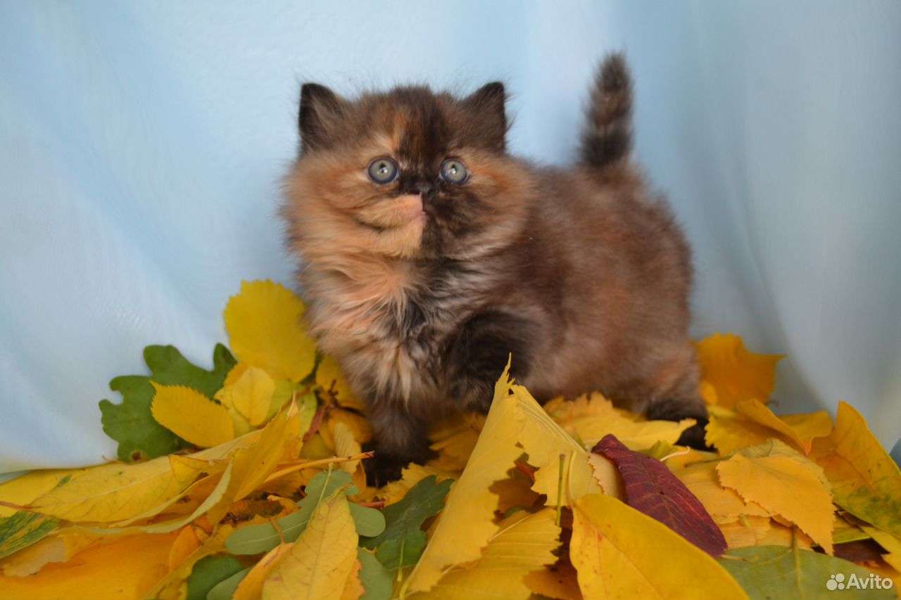 Британское облачко