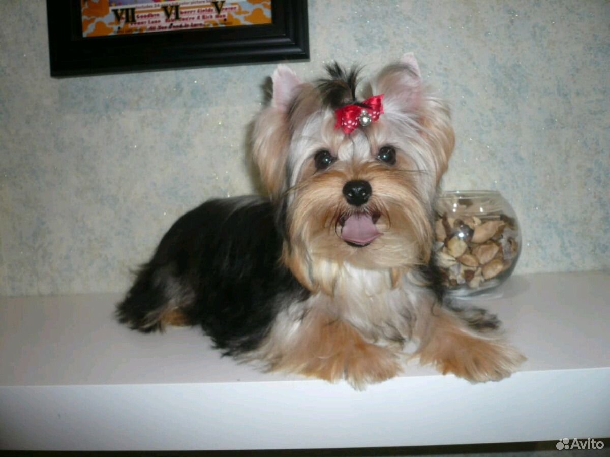 Йоркширский терьер