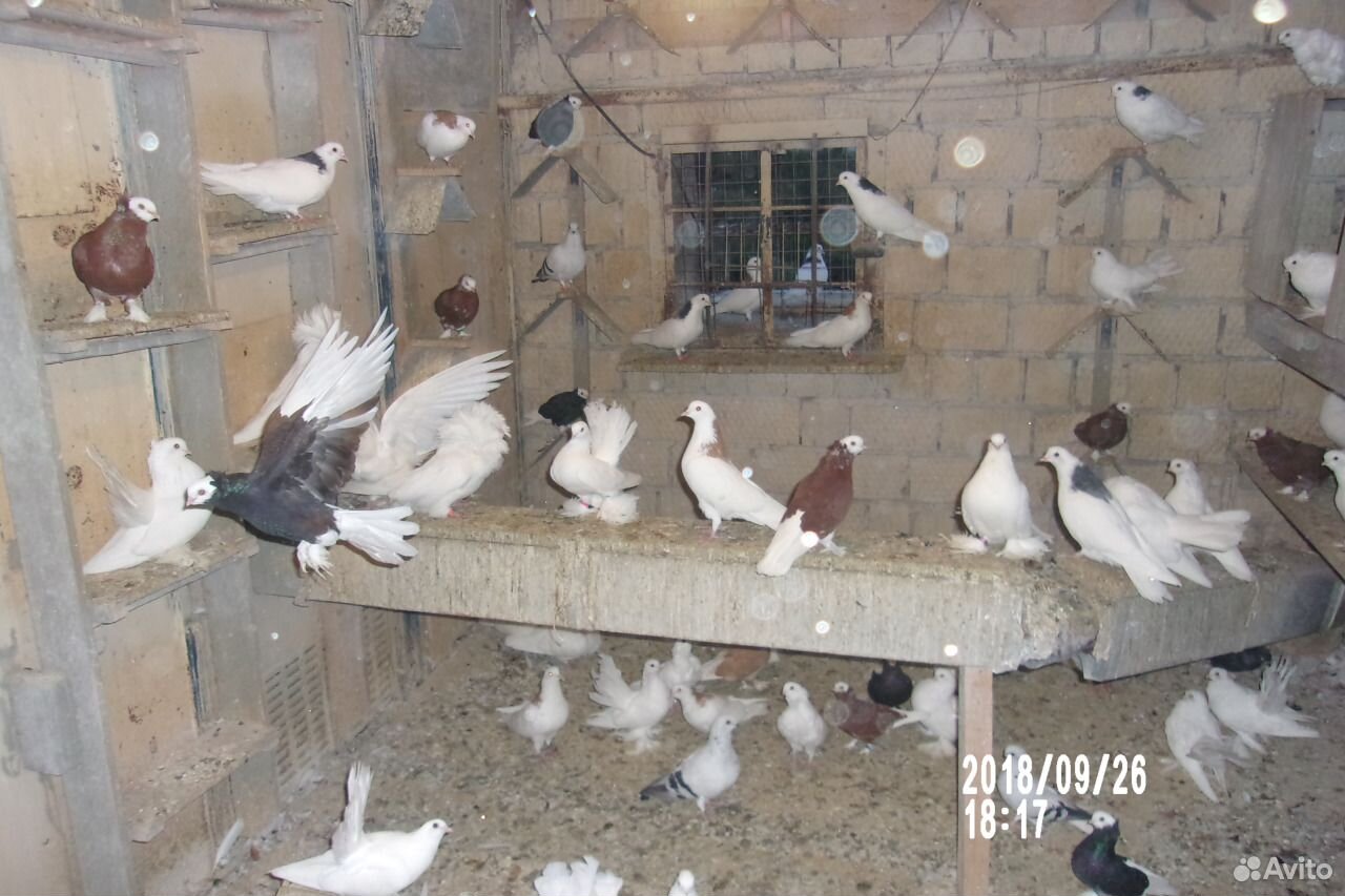 Декоративные летные голуби