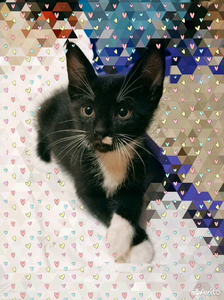 Котята сиамо-ориентальные