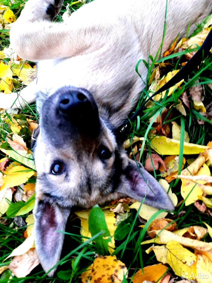 Кобелек в дар