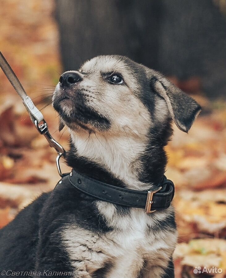 Малышка Роузи ищет дом