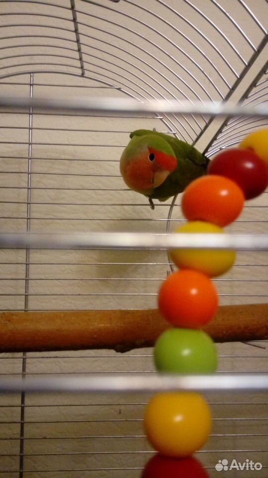 Неразлучник 4 года Самка