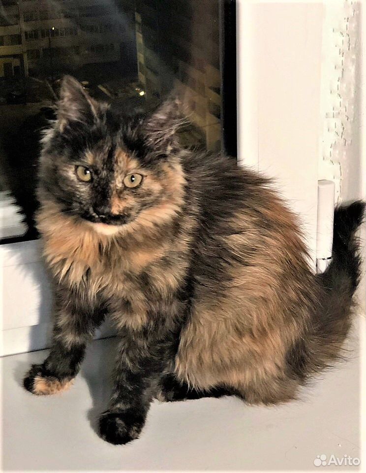 Кокетка Лю-Лю ищет дом