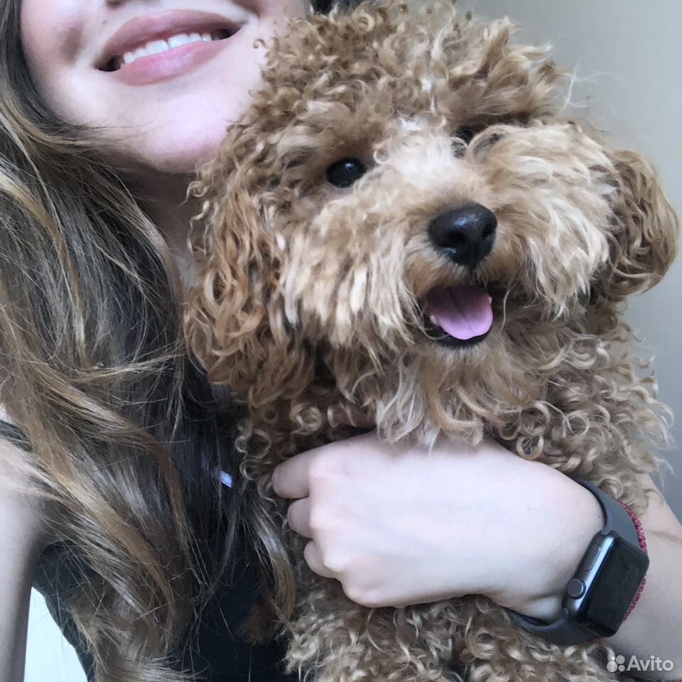 Вязка пуделя