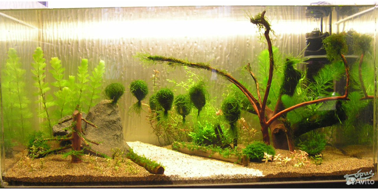 Аквариумные растения, мхи и папоротники