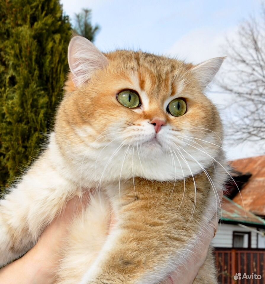 Вязка с золотым котом. Возможно за котёнка