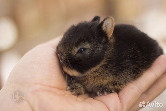 Карликовый малыш минор