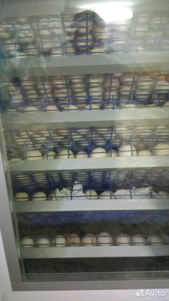 Цыплята суточные бройлеров Кобб 500 Чехия