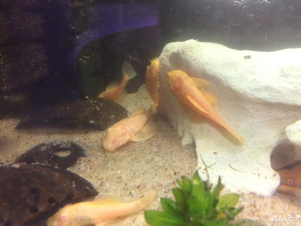 Анцитрус золотой