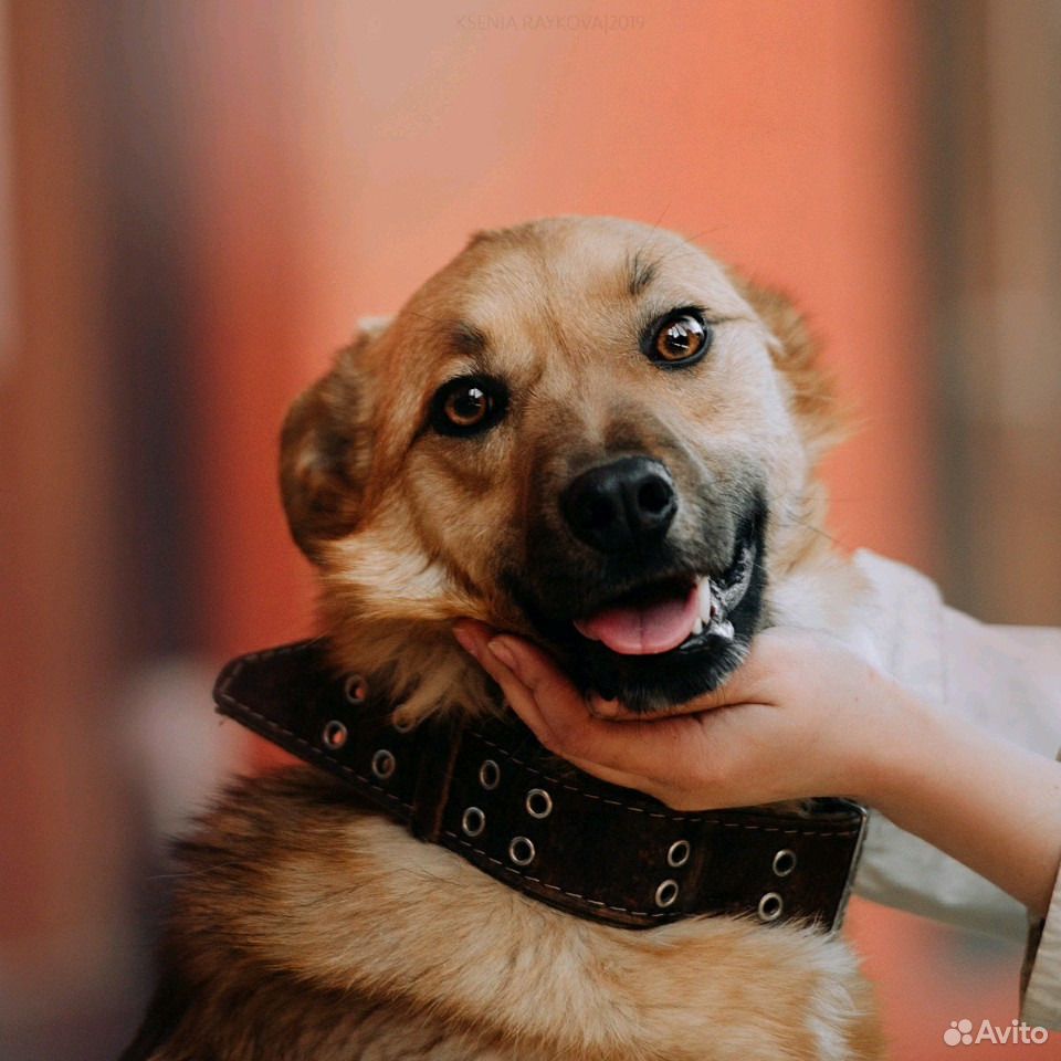 Собака в добрые руки