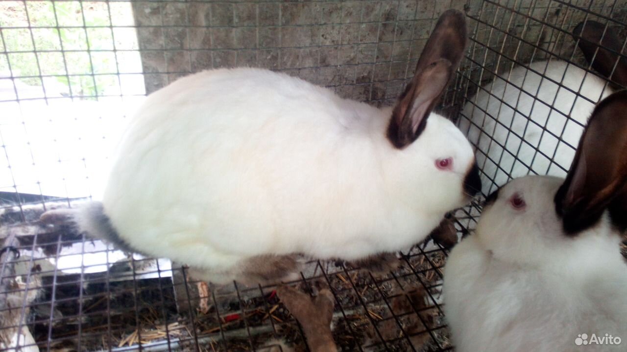 Калифорнийские крольчихи 3шт 5мес