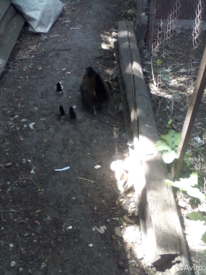 Курица цыплята бентамка