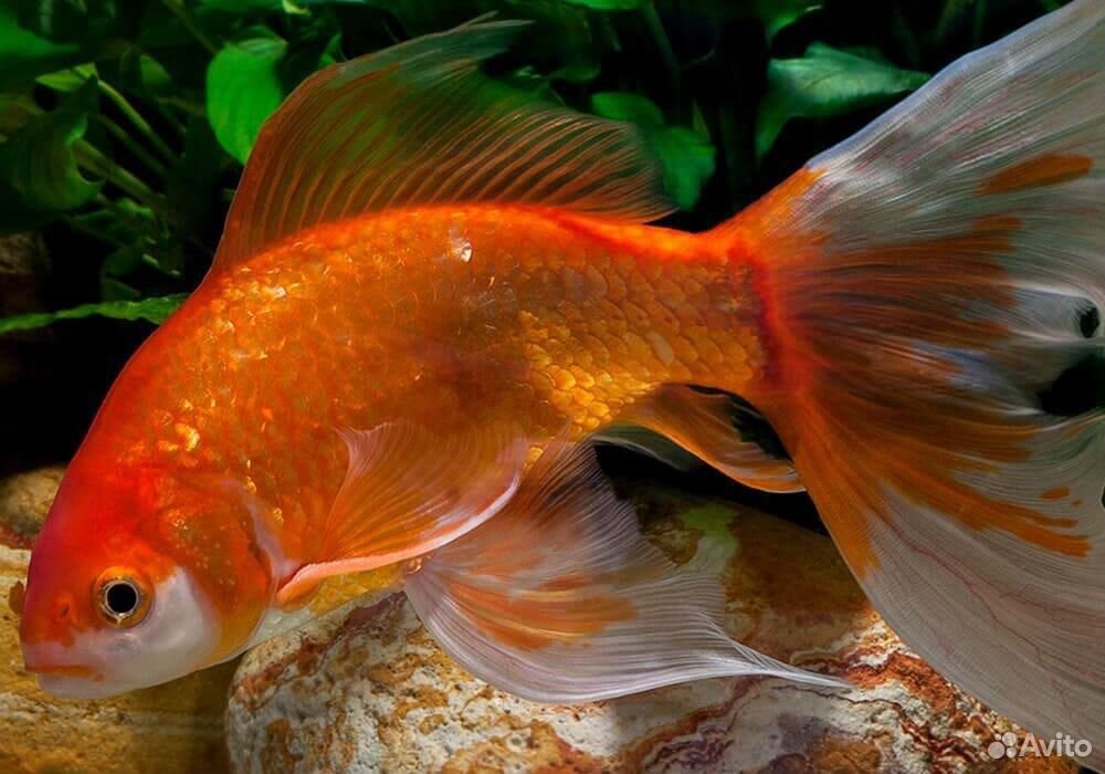 Комета. Карась красный