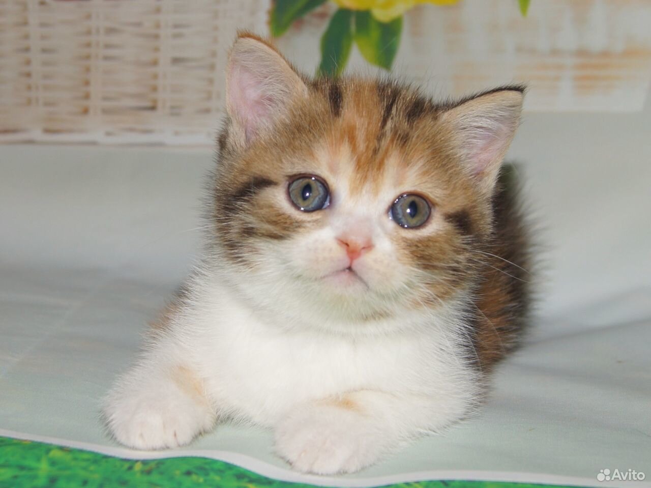 Шотландская девочка редкого окраса