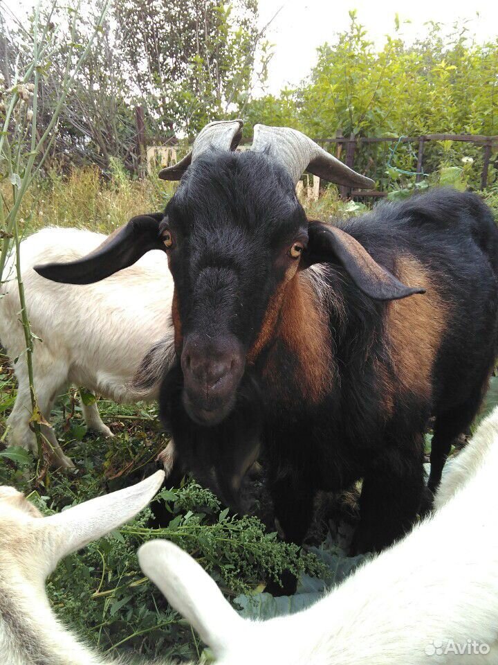 Коза дойная 2года 2 окот в мае, козочки 1год, козо