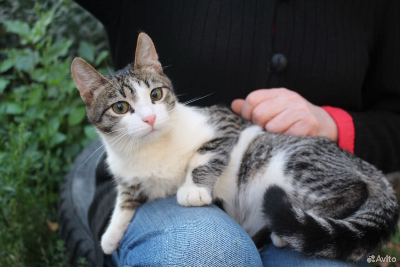 Котик в добрые руки 10 месяцев