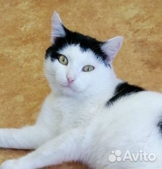 Котик ищет дом