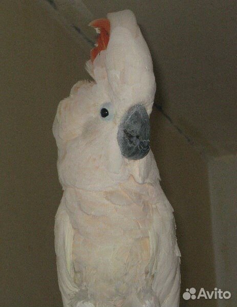 Продаётся самец какаду