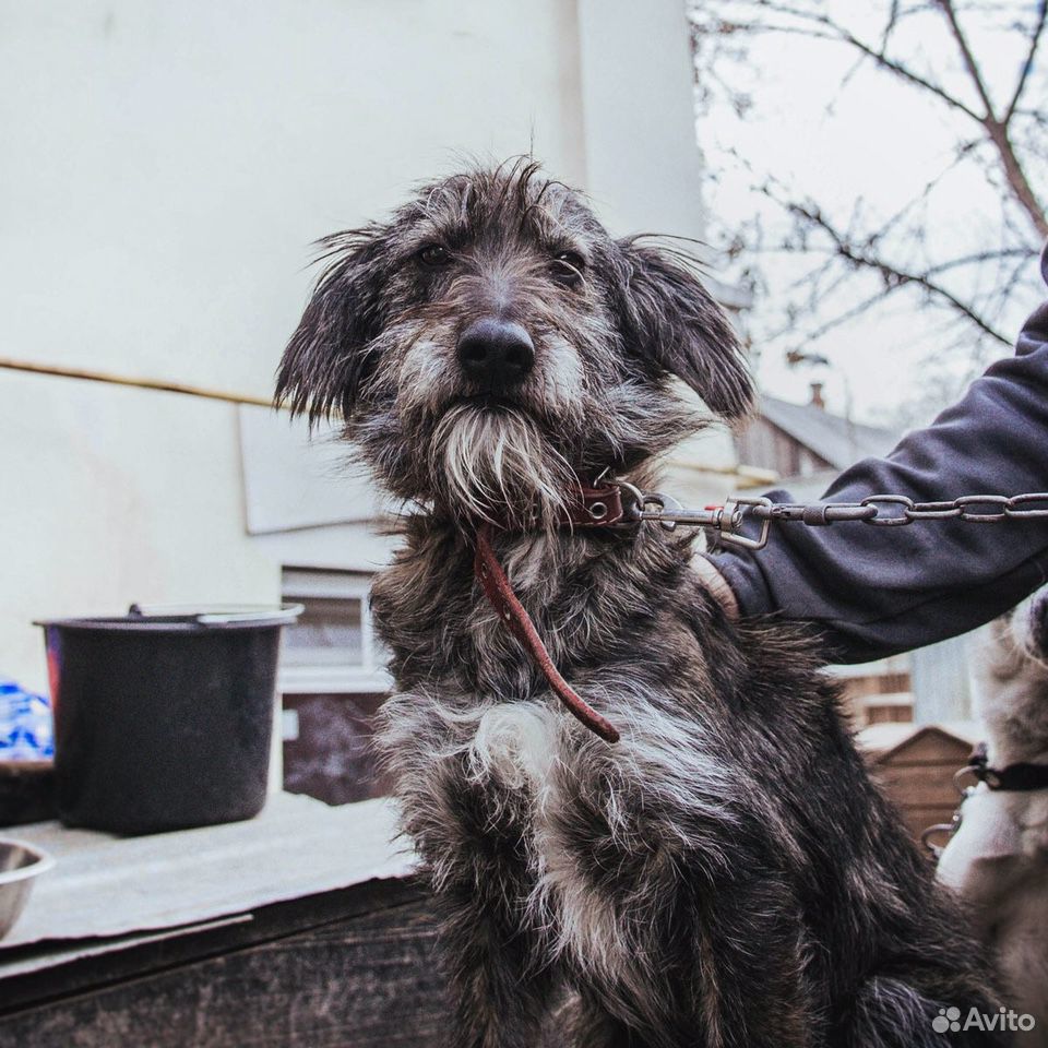 Тигруша из приюта ищет дом