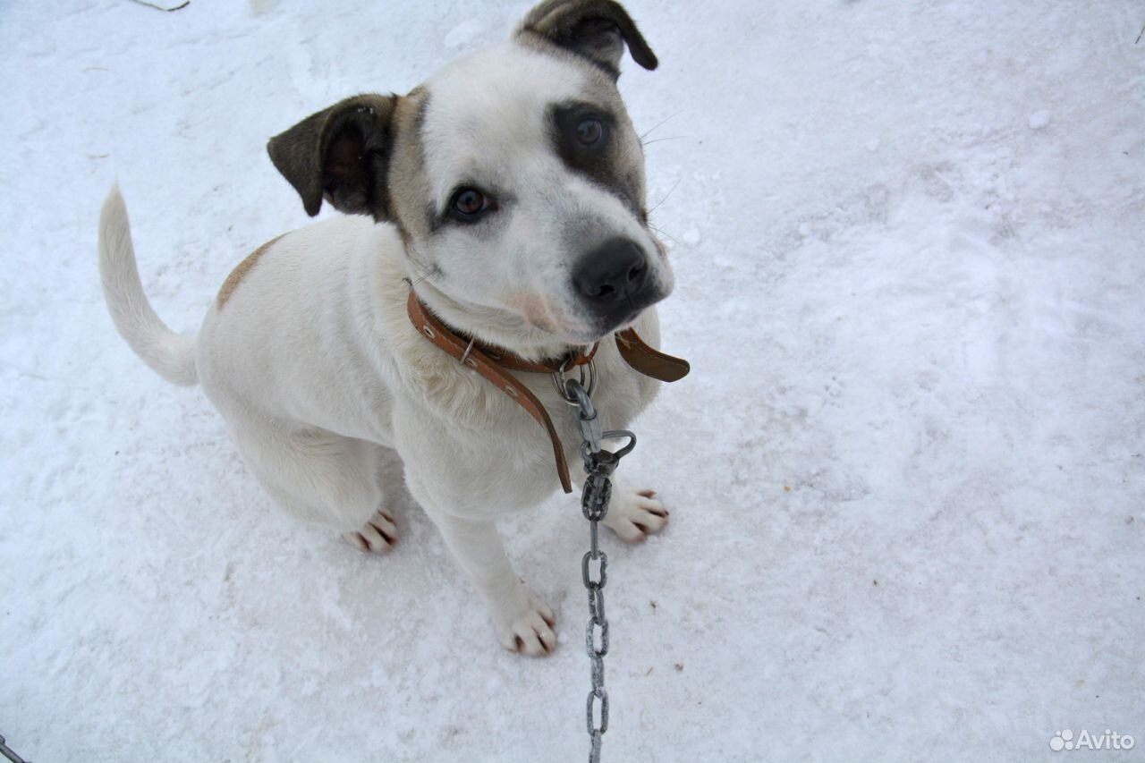 Собака Эмма ищет самого ответственного и любящего
