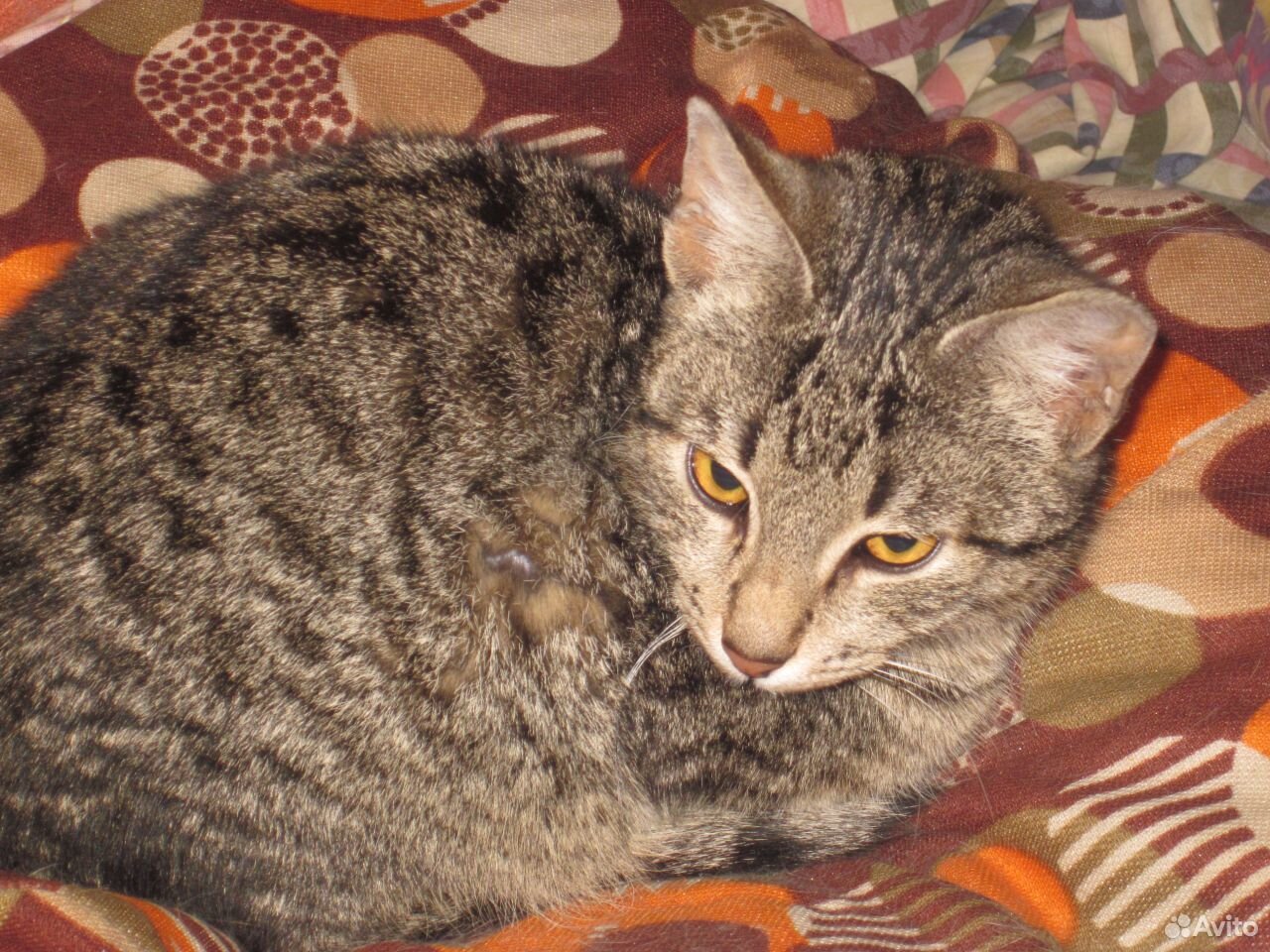 Кеша-спокойный котик ждёт свою семью