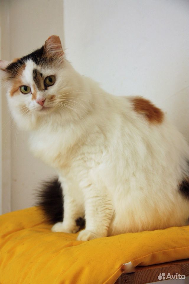 Красавица Мозайка мягкая как вата