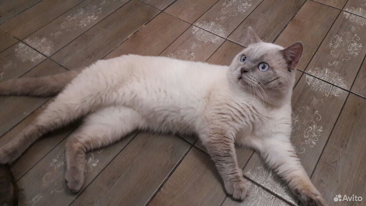 Котик на вязку